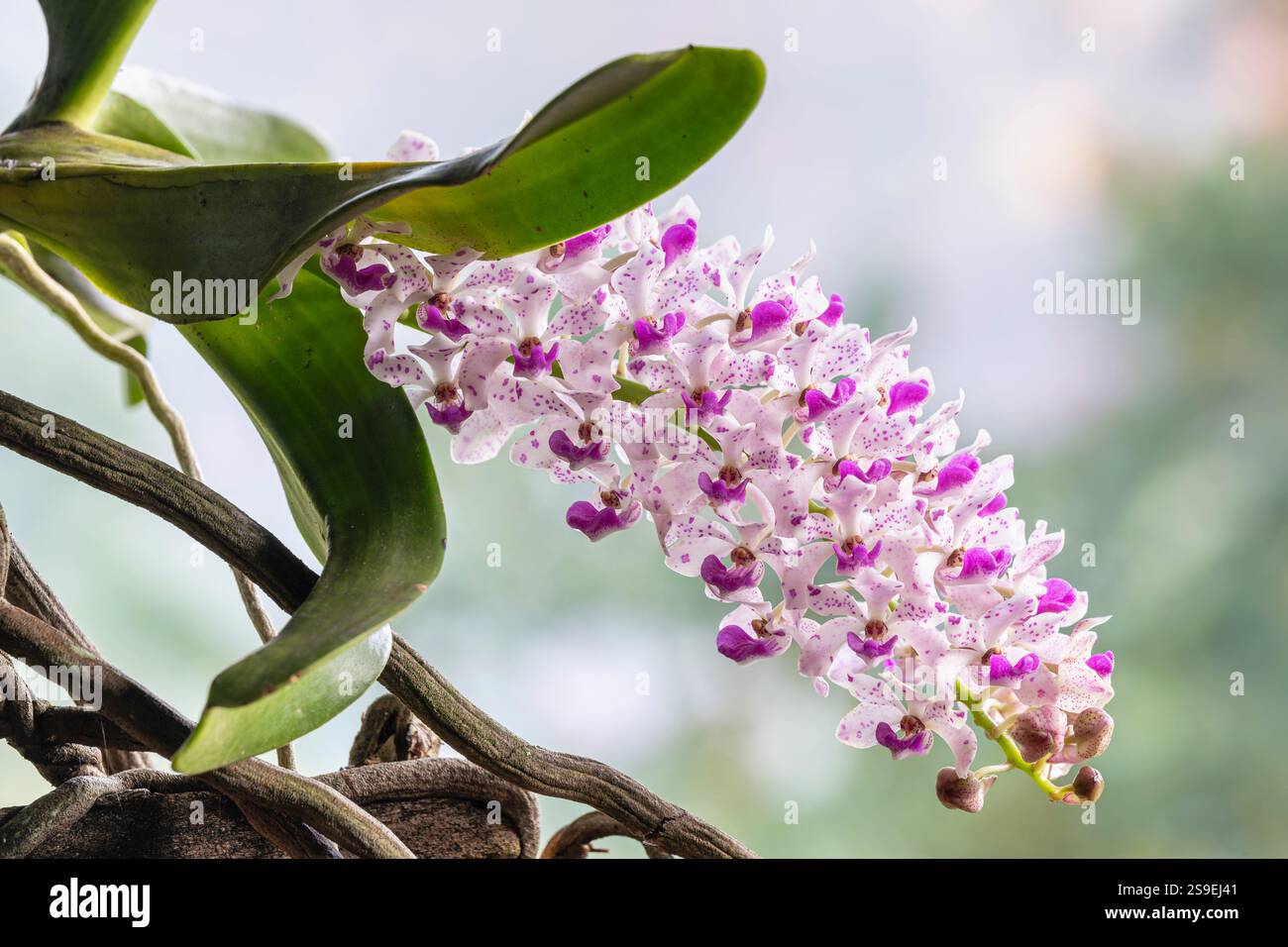 Closeup view of blooming rhynchostylis gigantea epiphytic tropical ...