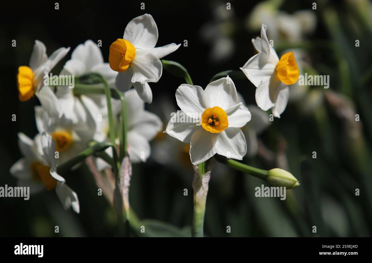 Colorful flowers burst into bloom at Cuihu Park in Kunming City ...