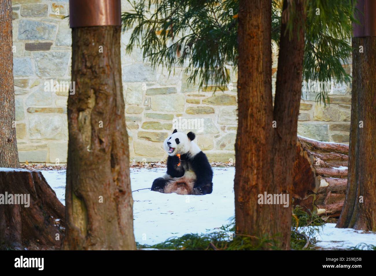 (250126) -- BEIJING, Jan. 26, 2025 (Xinhua) -- Giant panda Qing Bao eats a carrot at the ...