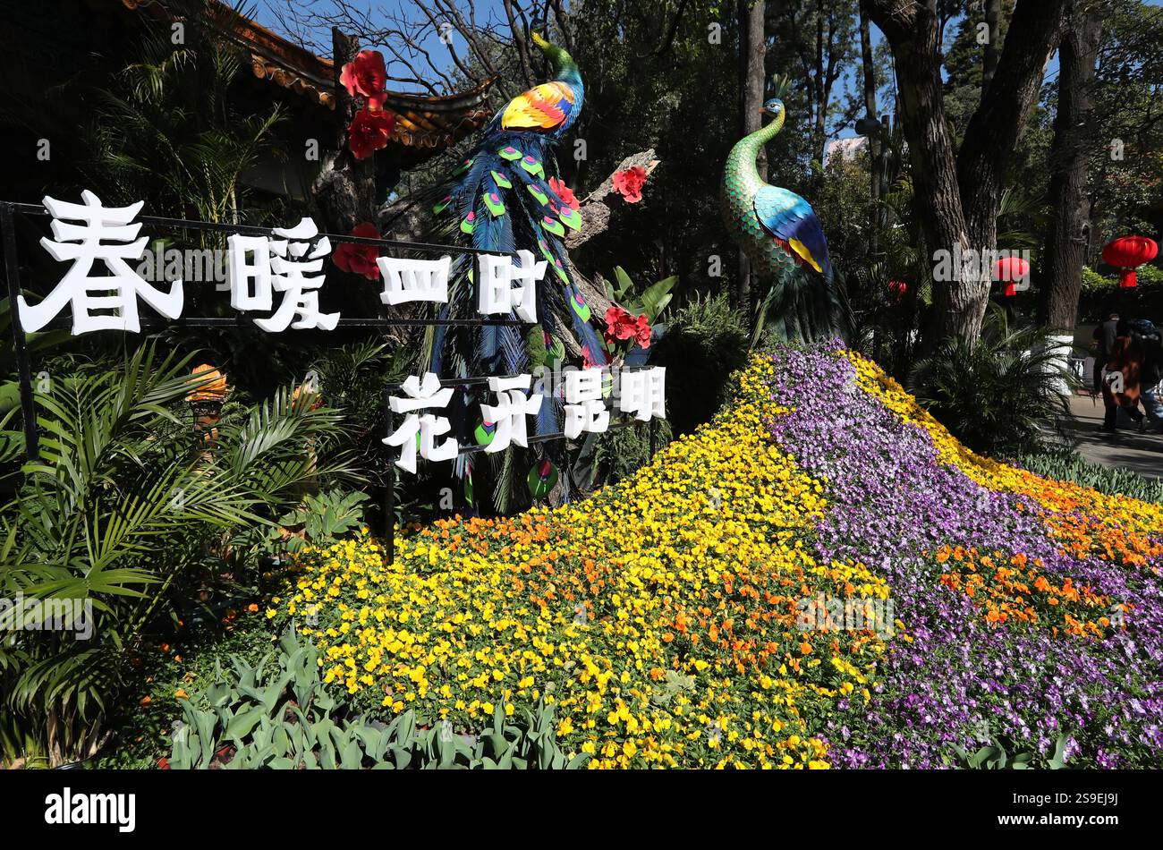Colorful flowers burst into bloom at Cuihu Park in Kunming City ...