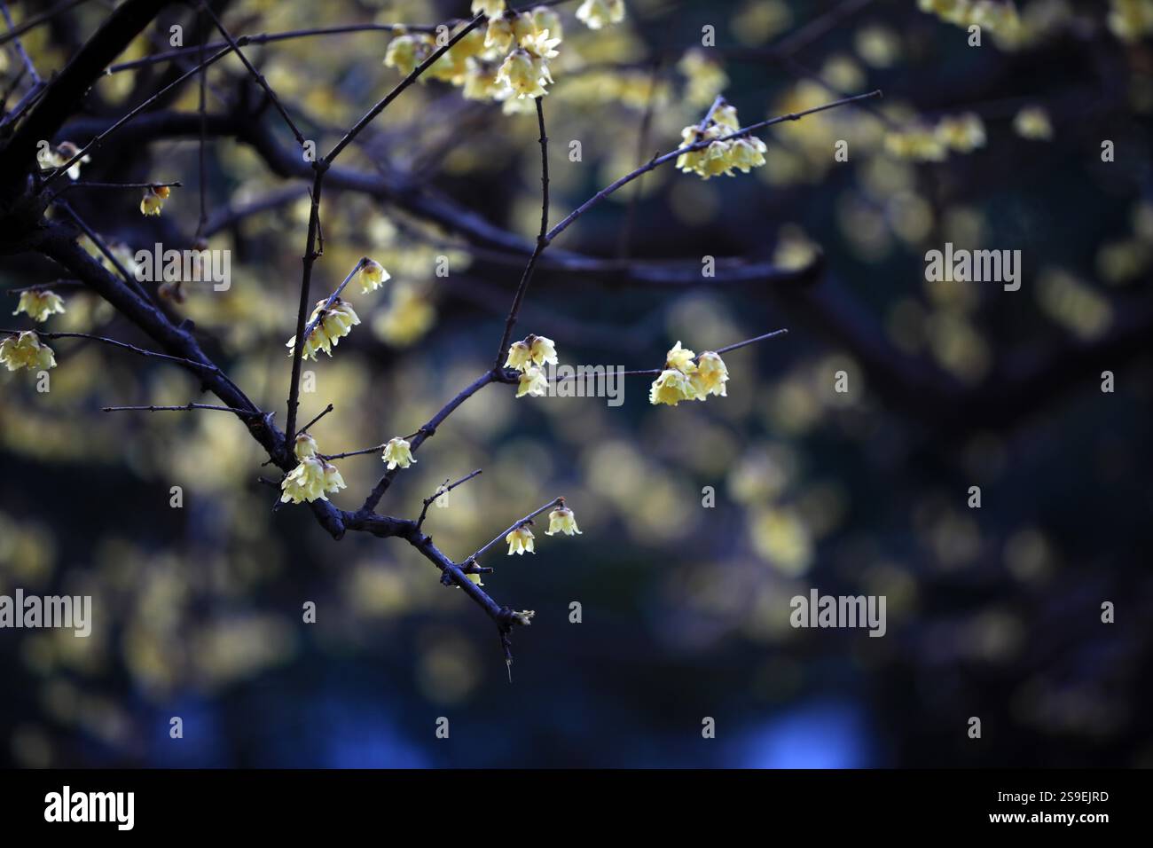 Wintersweet flowers enter the best viewing time in Huai'an City, east ...