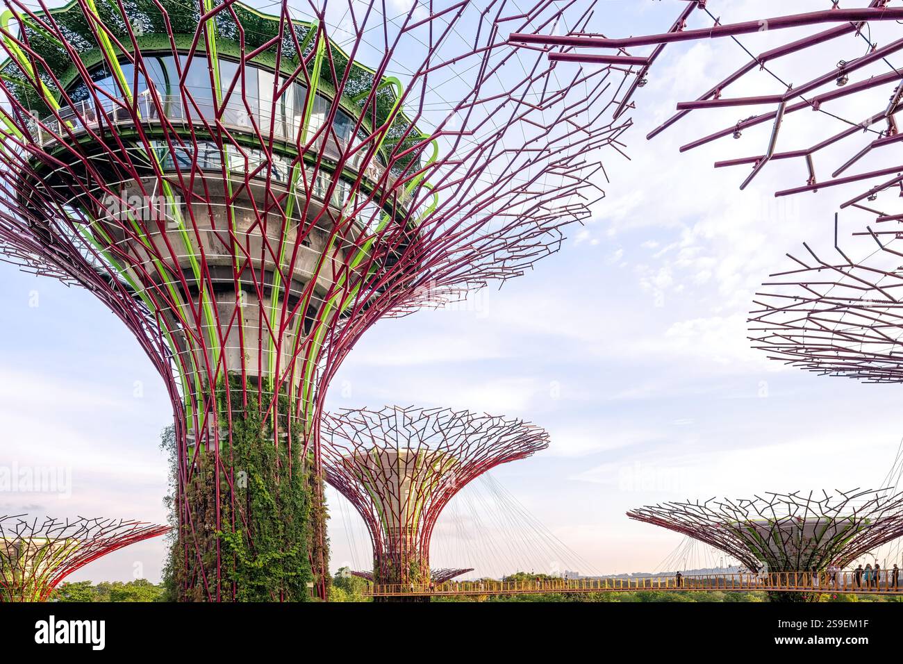 Singapore, Supertree Grove and Skywalk, Gardens by the Bay, iconic ...