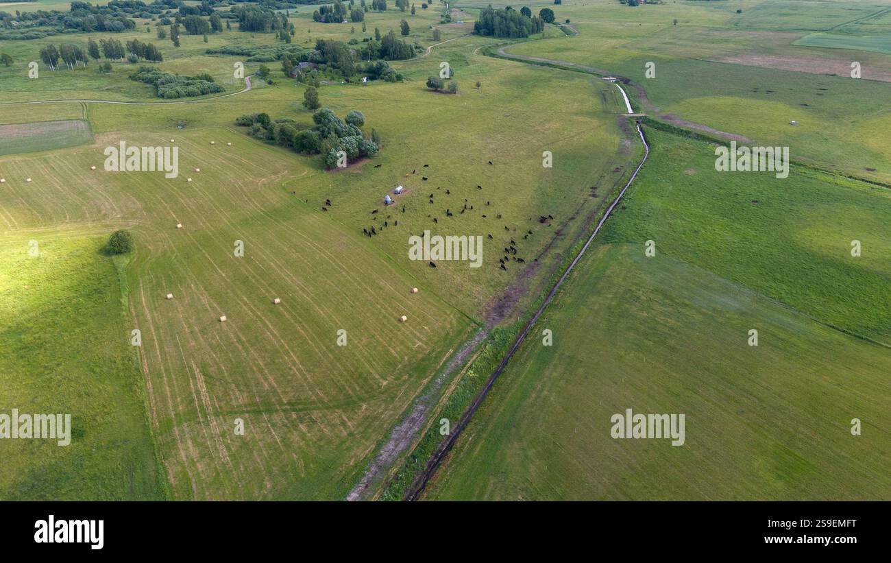 Aerial view of a lush green landscape with scattered cattle grazing ...