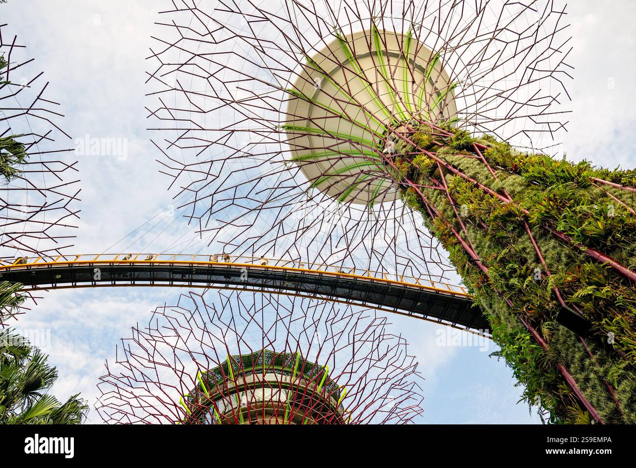 Singapore, Supertree Grove and Skywalk, Gardens by the Bay, iconic landmark tourist destination ...