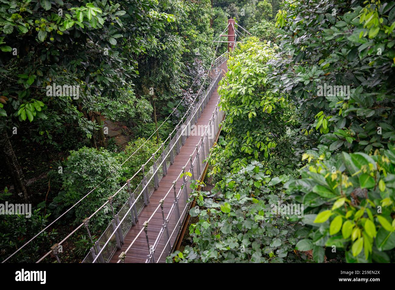Suspension bridge through forest jungle, pathway path walkway in ...