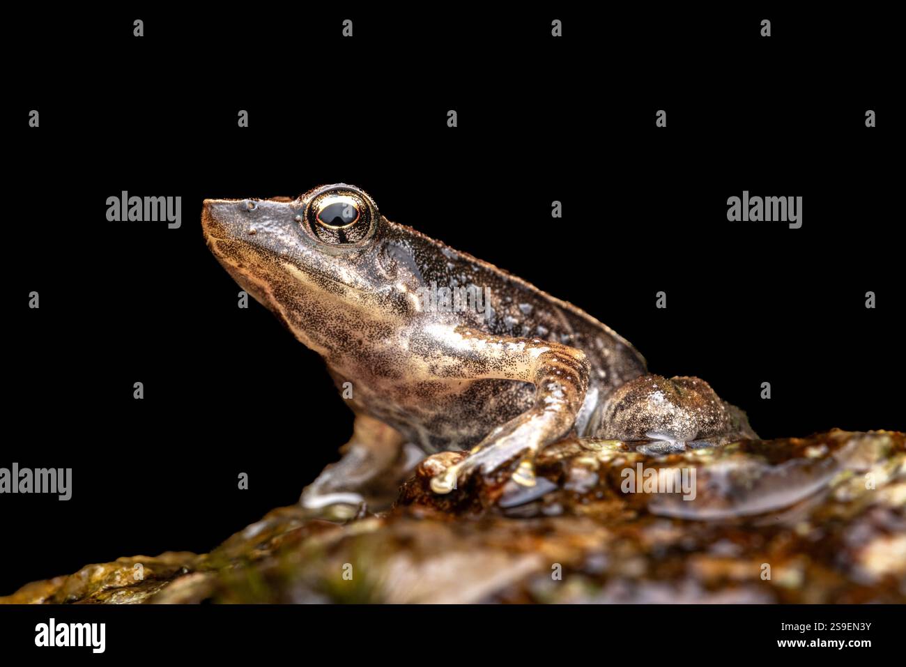 Micrixalus adonis is a newly described species of frog Stock Photo - Alamy