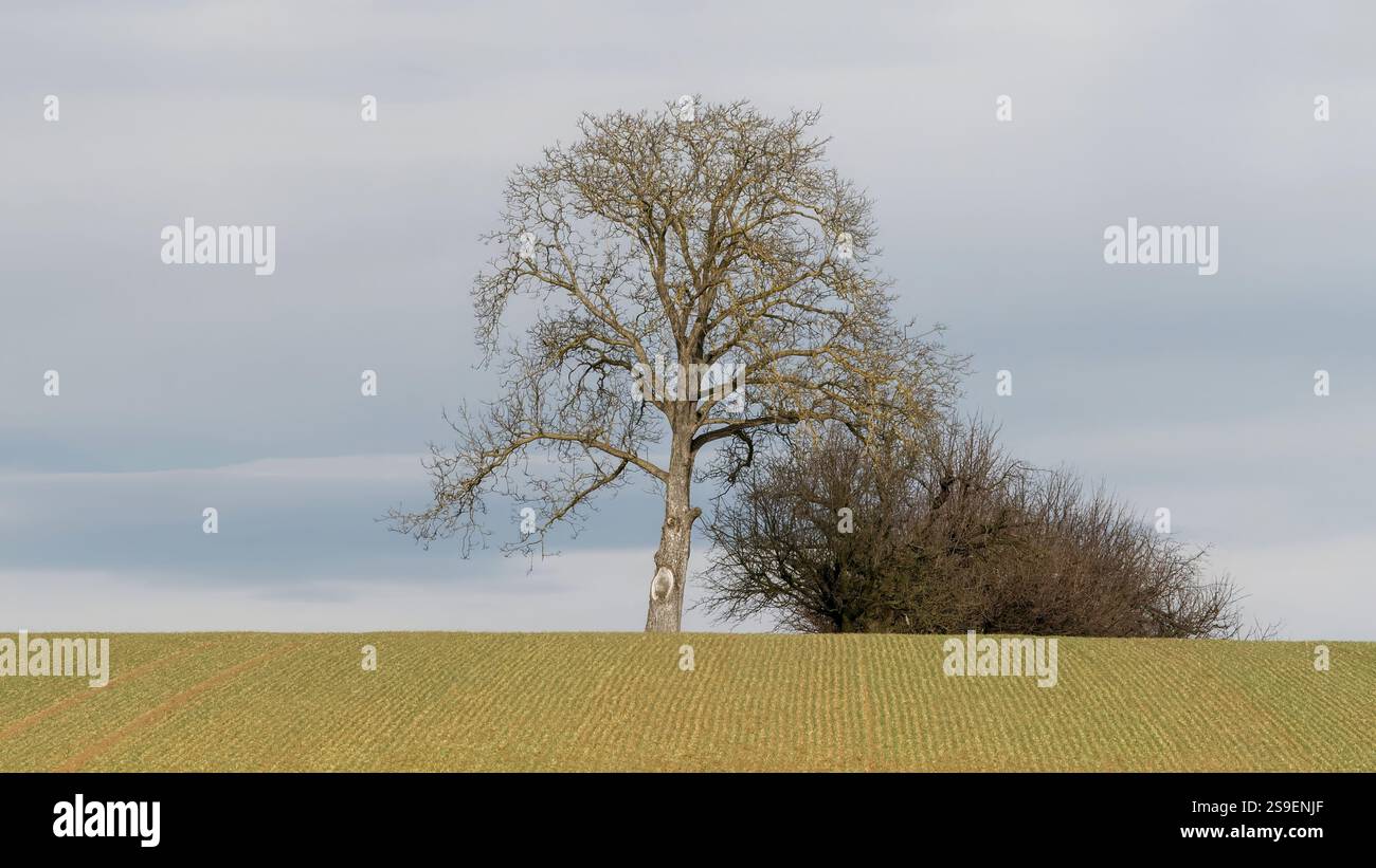 Solitary Tree on Overcast Day in Open Landscape Scenery Stock Photo - Alamy