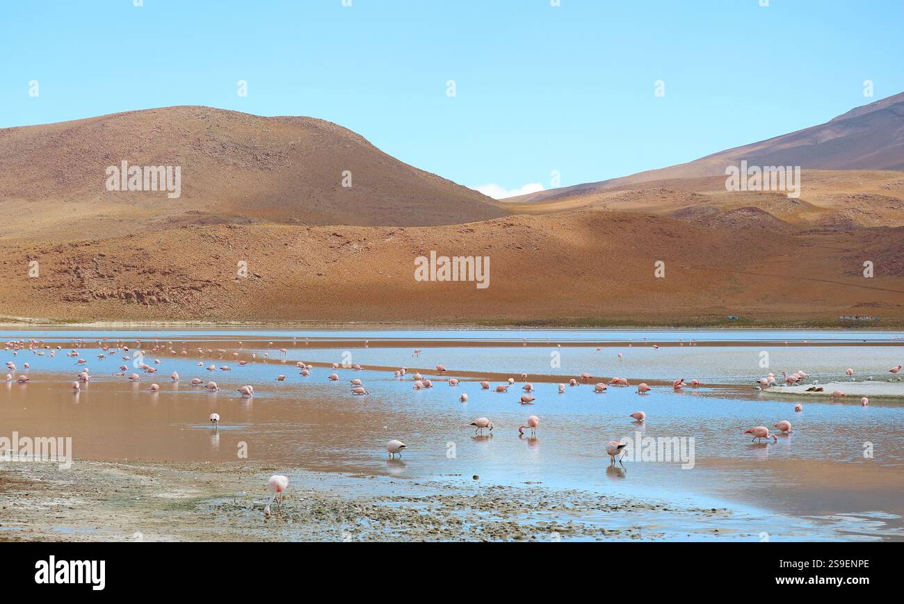 Uncountable pink flamingos laguna hi-res stock photography and images ...