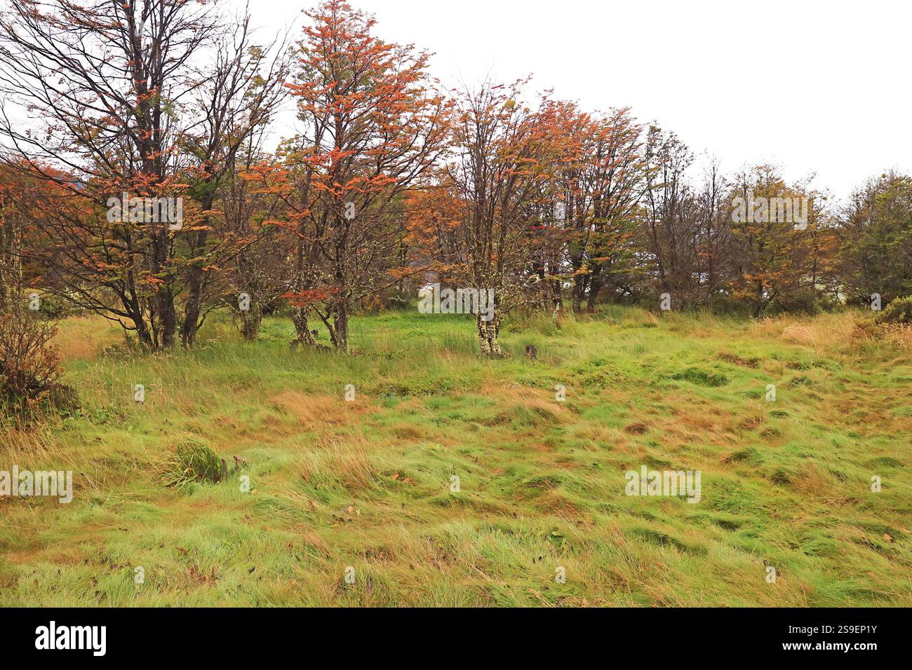 Beautiful Fall Foliage in Tierra del Fuego National Park, Patagonia ...
