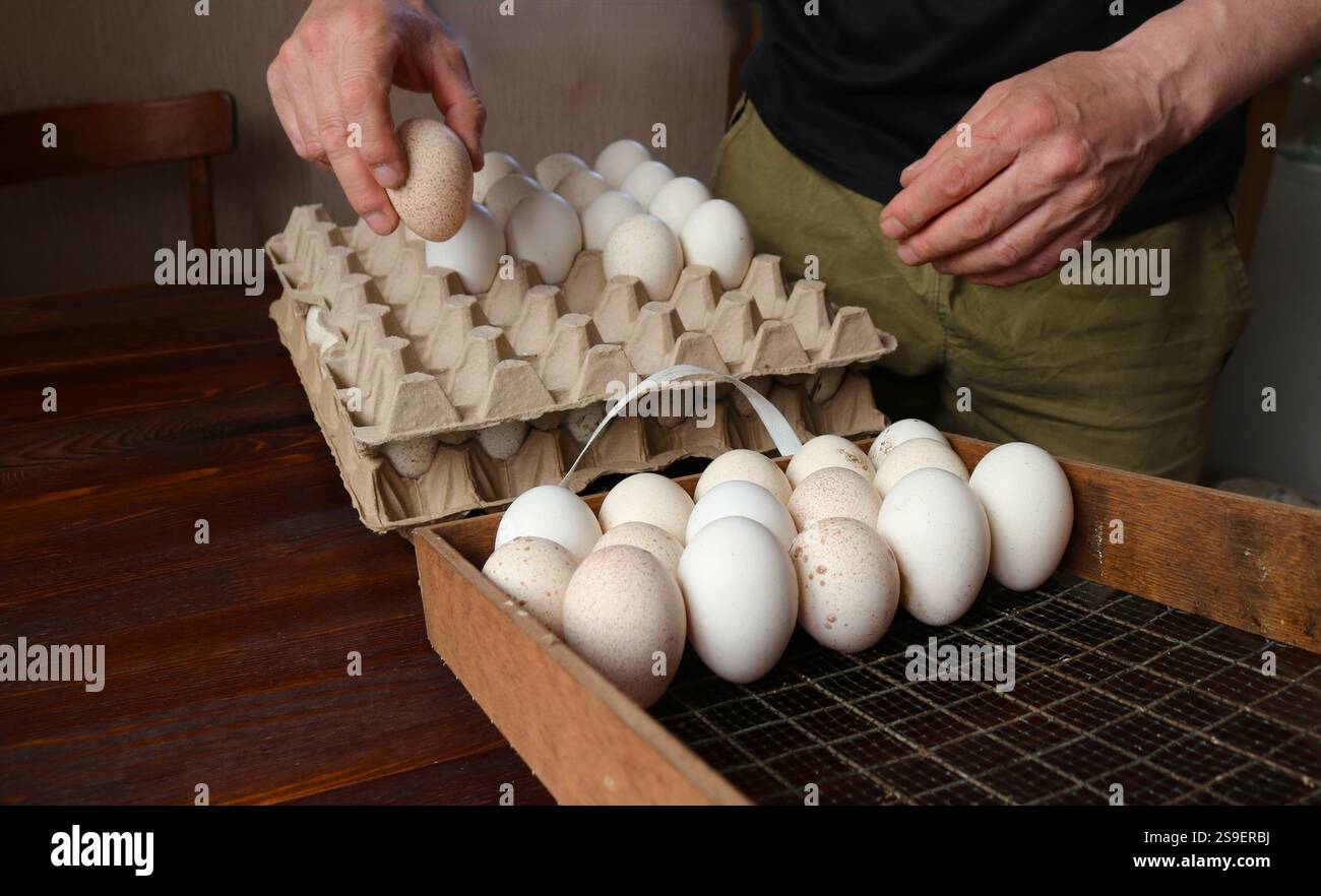 farmer laying turkey hatching eggs in home incubator tray on wooden ...