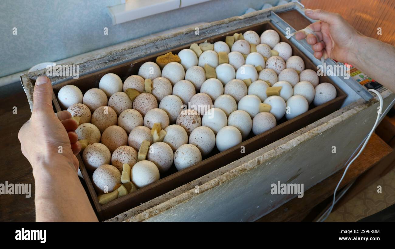 male hands holding a container full of large speckled hatching eggs and ...