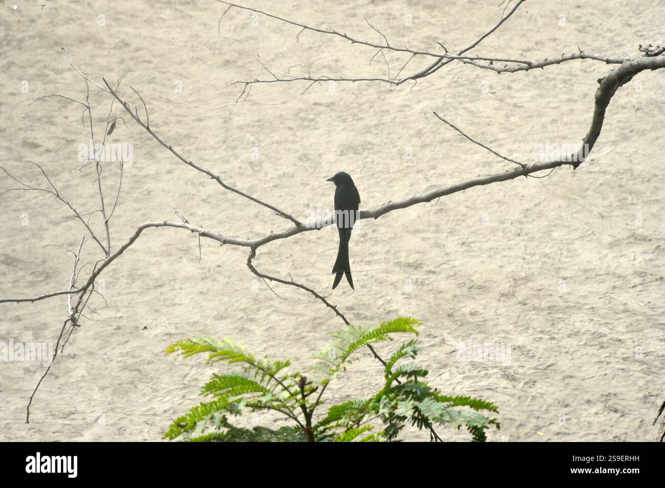 January 26, 2025, Siliguri, West Bengal, India: A Black Drongo Bird ...