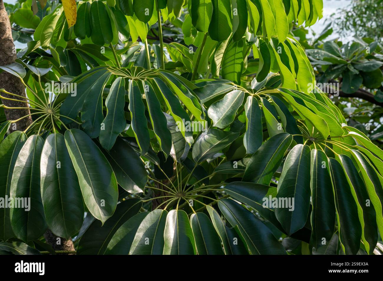 Umbrella tree leaf leaves foliage, heptapleurum actinophyllum, tropical ...