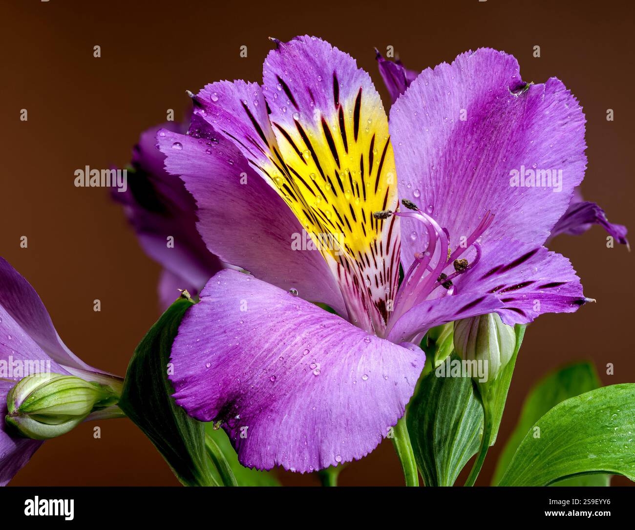 Vibrant purple alstroemeria Navarro flowers with yellow and black ...