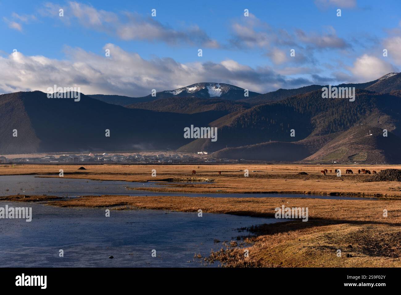 Wild yaks and horses grazing on the Yila Grassland of Napa Lake just ...