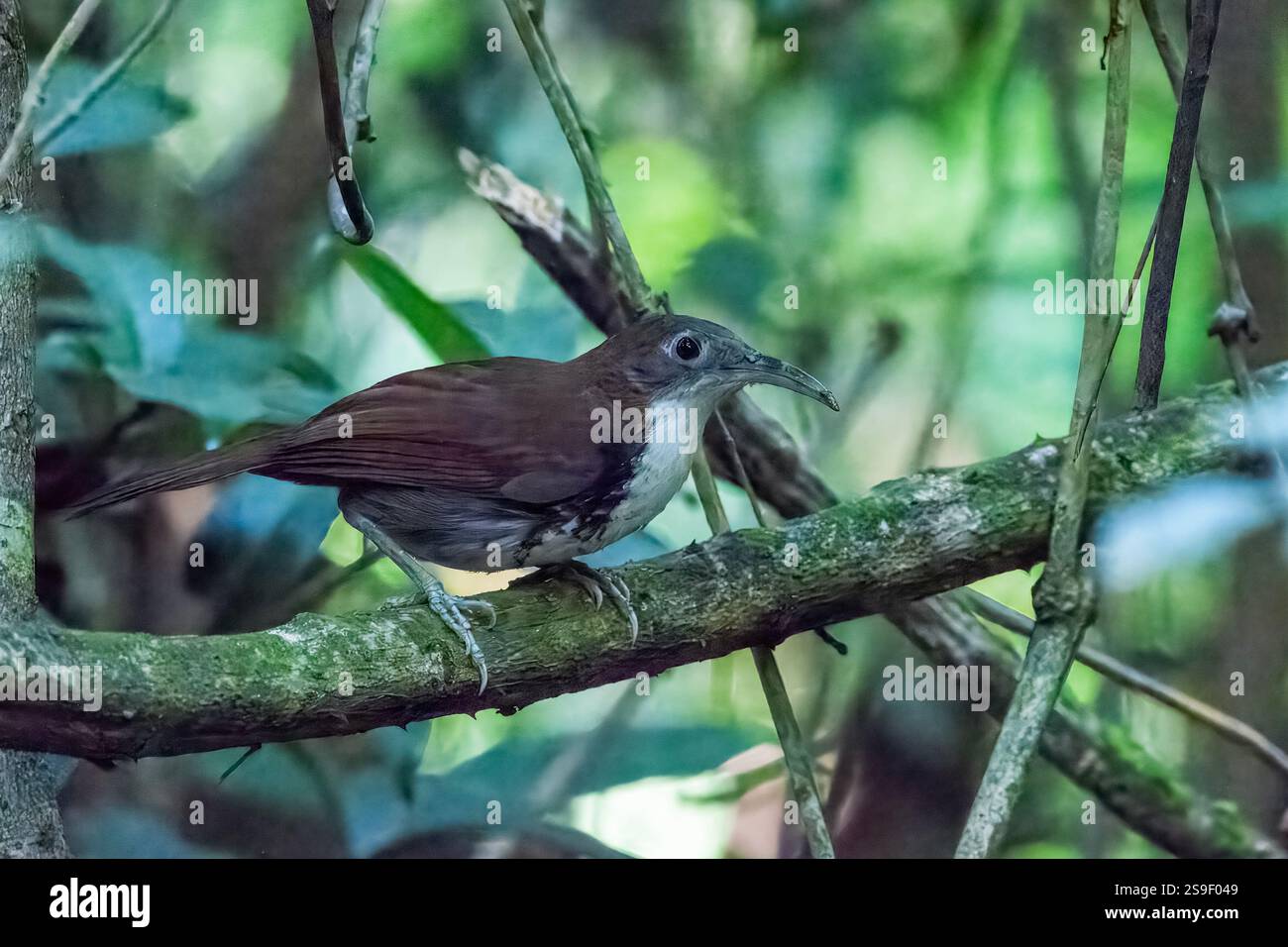 large scimitar babbler (Erythrogenys hypoleucos) at Dehing Patkai in ...