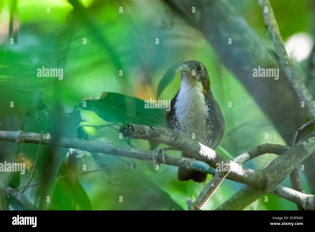 large scimitar babbler or Erythrogenys hypoleucos at Dehing Patkai ...