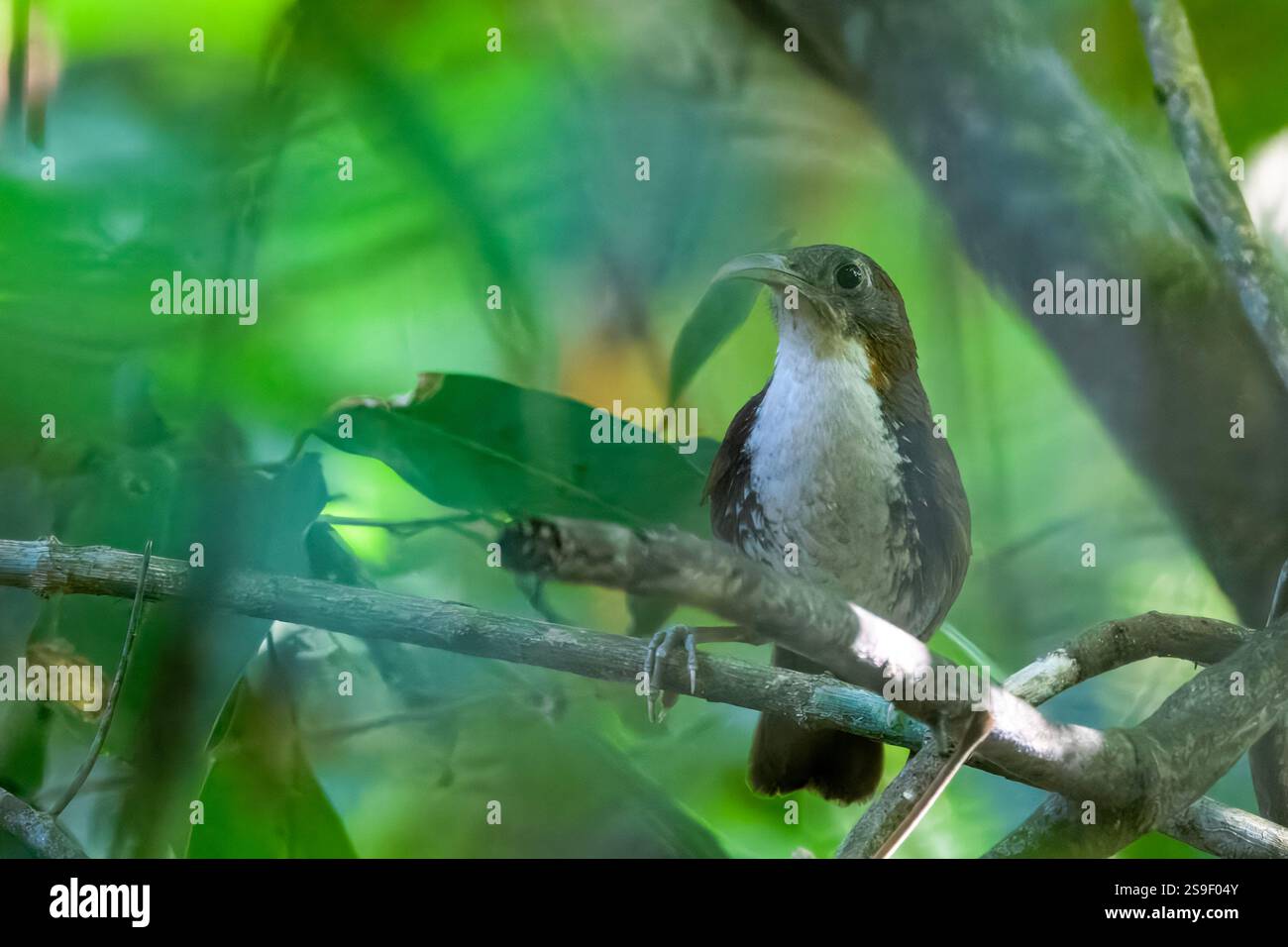large scimitar babbler or Erythrogenys hypoleucos at Dehing Patkai ...