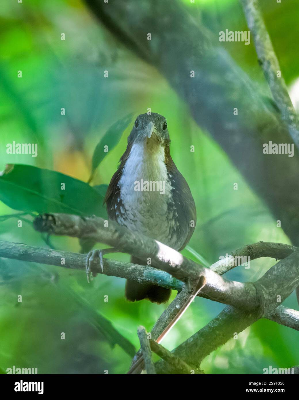large scimitar babbler or Erythrogenys hypoleucos at Dehing Patkai ...