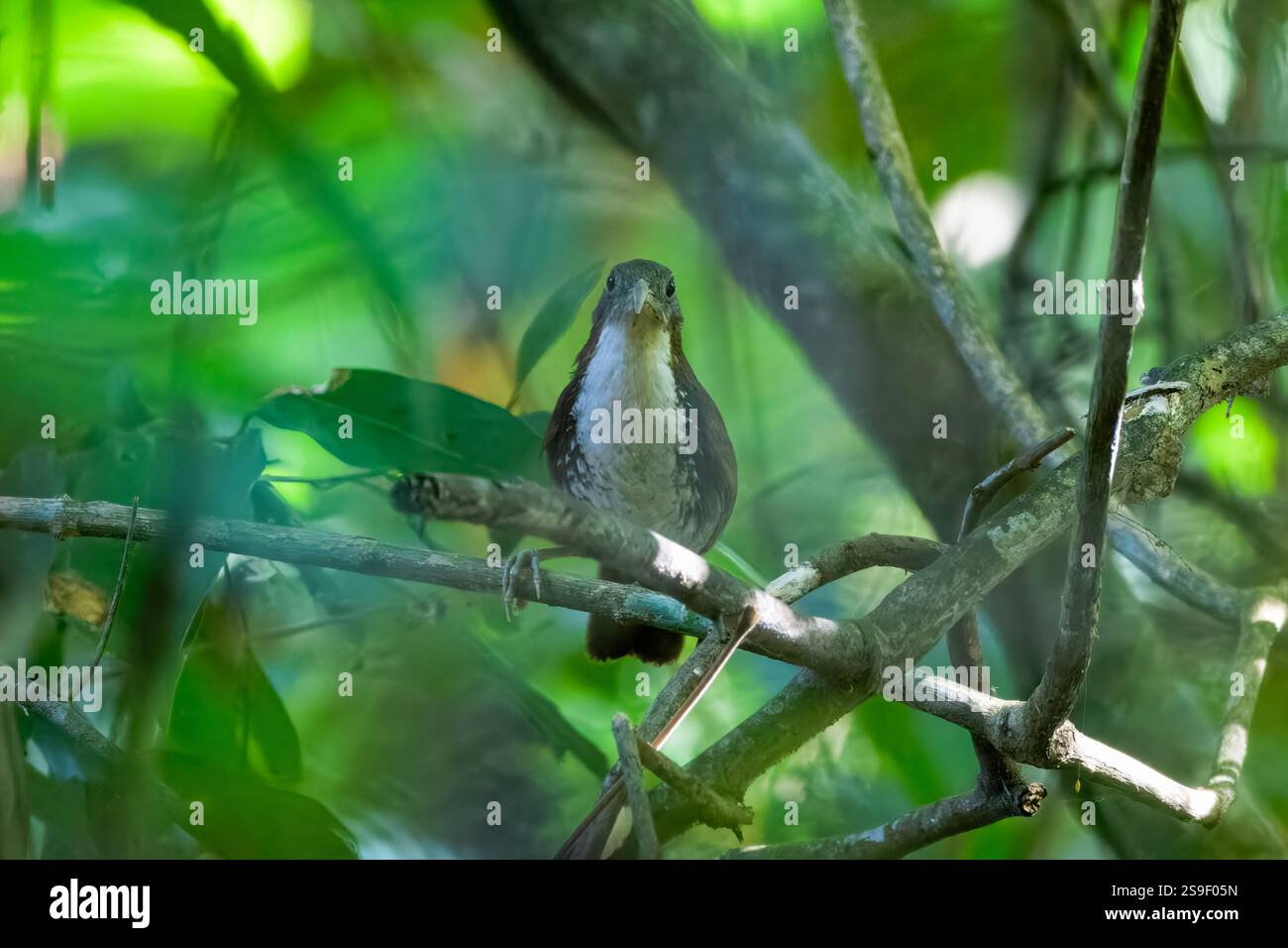 large scimitar babbler or Erythrogenys hypoleucos at Dehing Patkai ...