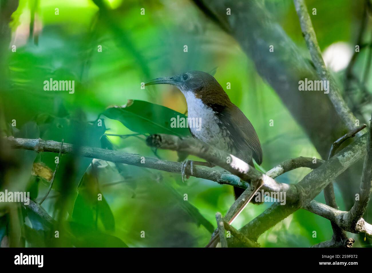 large scimitar babbler or Erythrogenys hypoleucos at Dehing Patkai ...