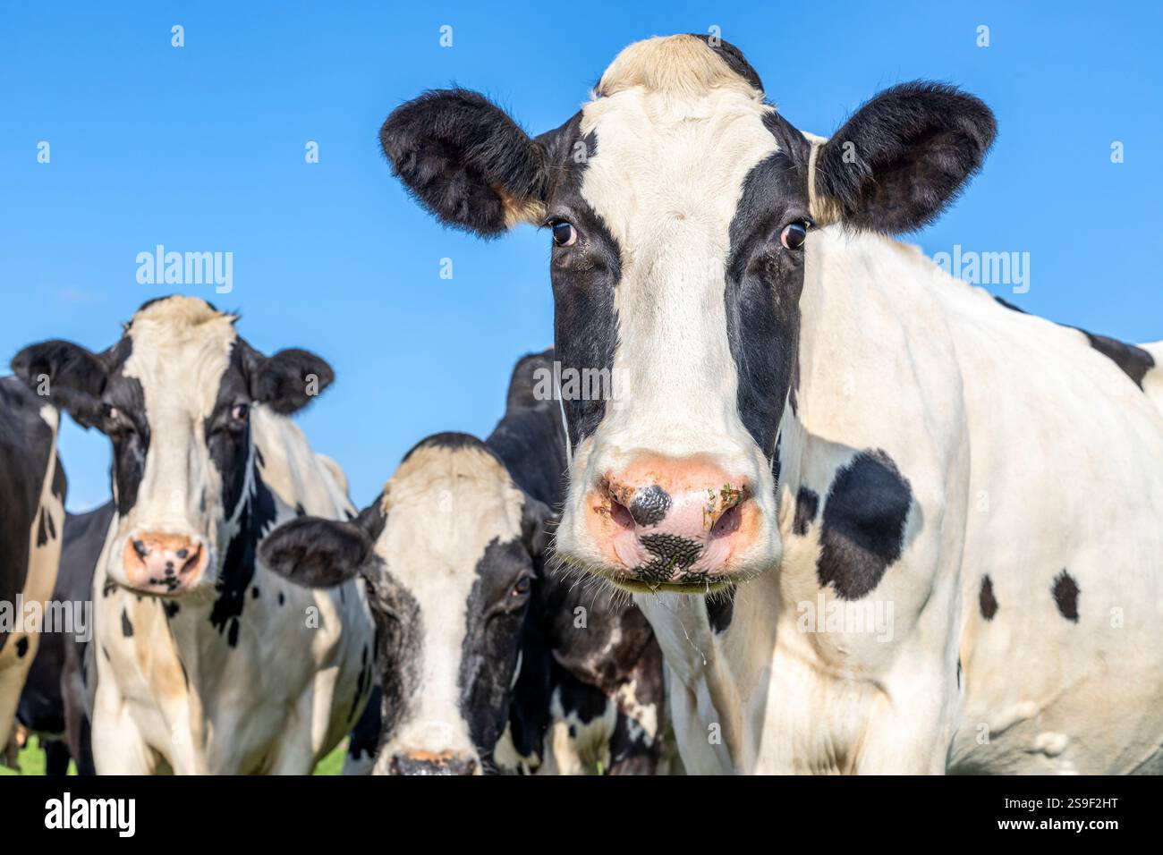 Dairy cows head shot, together looking curious at camera, big head and ...