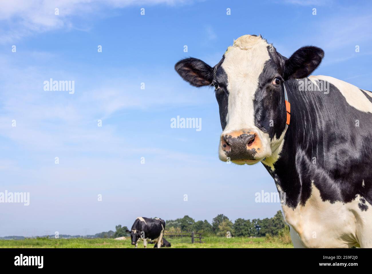 Cow head medium shot, looking pretty friendly, black and white, and ...