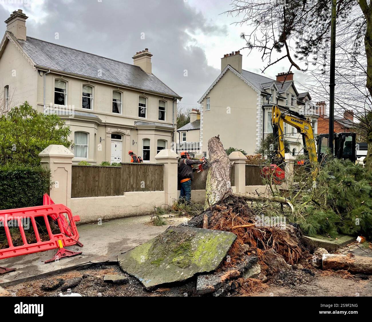 Tree removal work on Cyprus Avenue in east Belfast. More than 100,000 ...