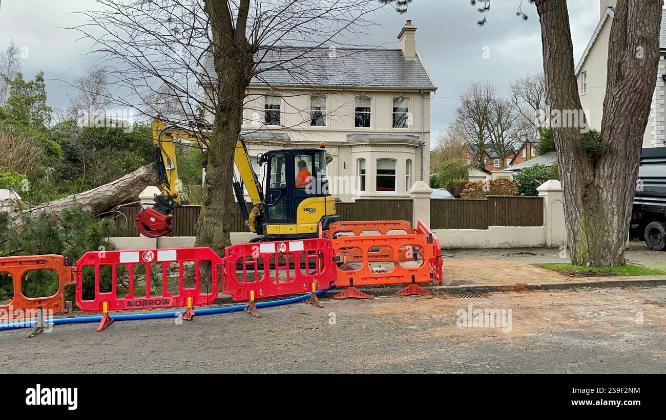 Tree removal work on Cyprus Avenue in east Belfast. More than 100,000 ...