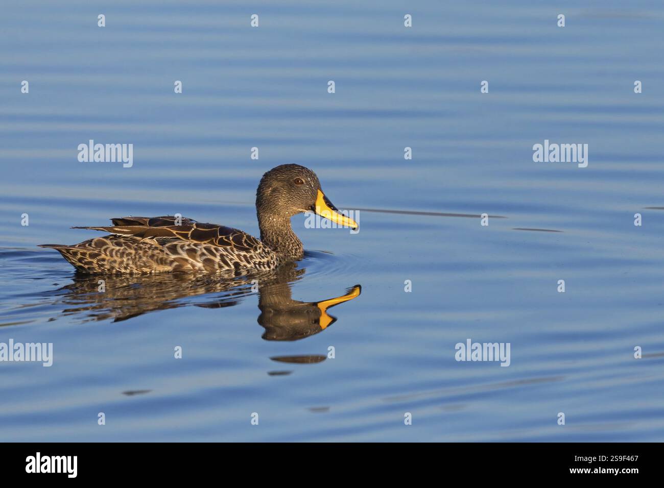 Yellow-billed Duck, (Anas undulata) . Animals, Birds, Ducks, Ducks ...