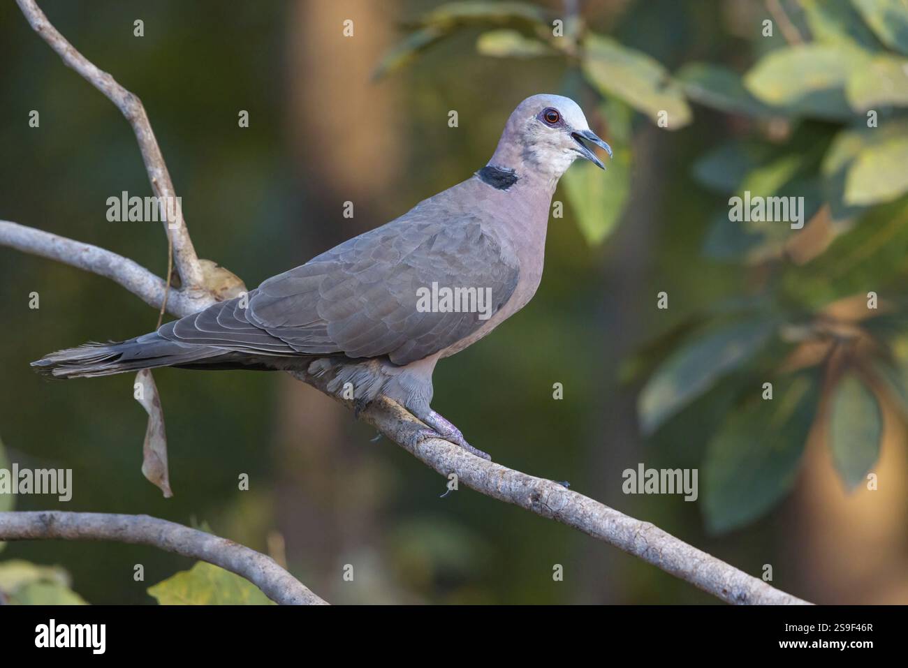Half-moon pigeon, (Streptopelia semitorquata), animals, birds, pigeon ...