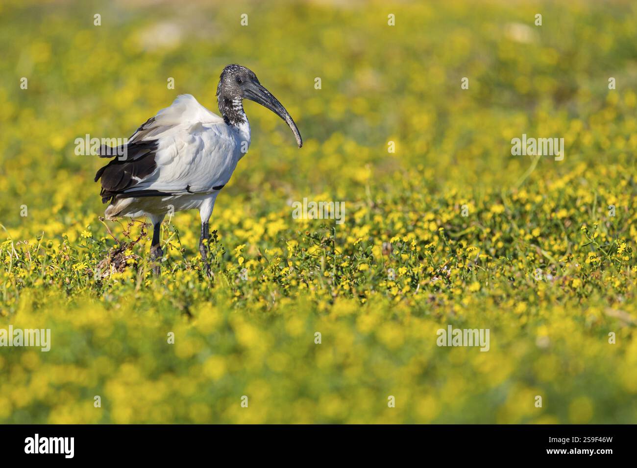 African sacred ibis, (Threskiornis aethiopicus), Pharaoh's ibis, family ...