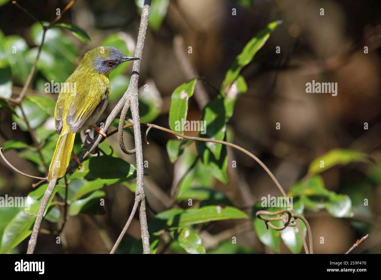 Yellow-bellied warbler, (Apalis flavida), animals, birds, perch ...