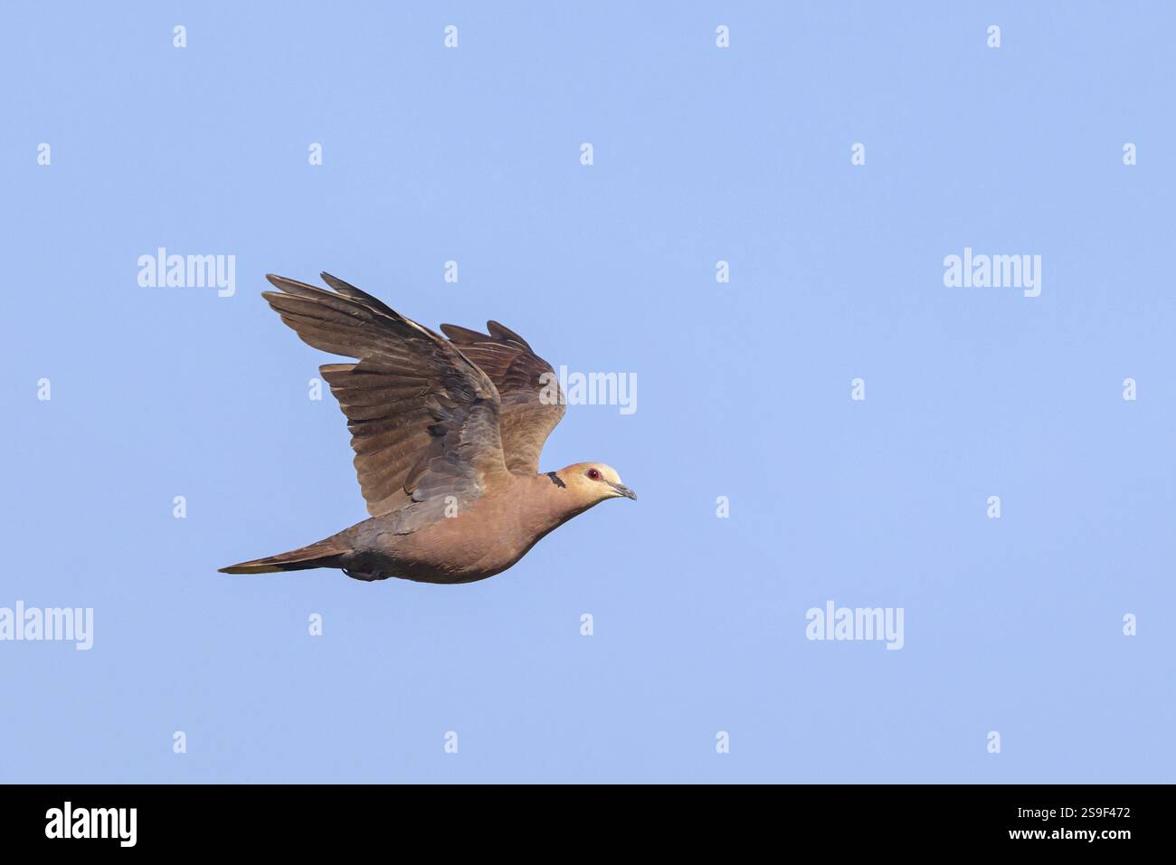 Crescent Pigeon, (Streptopelia semitorquata), animals, birds, pigeon ...