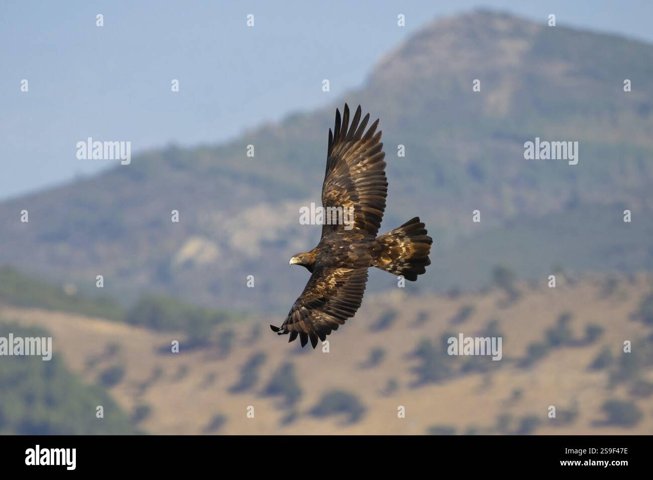 Golden Eagle, (Aquila chrysaetos), bird of prey, family of hawk-like ...
