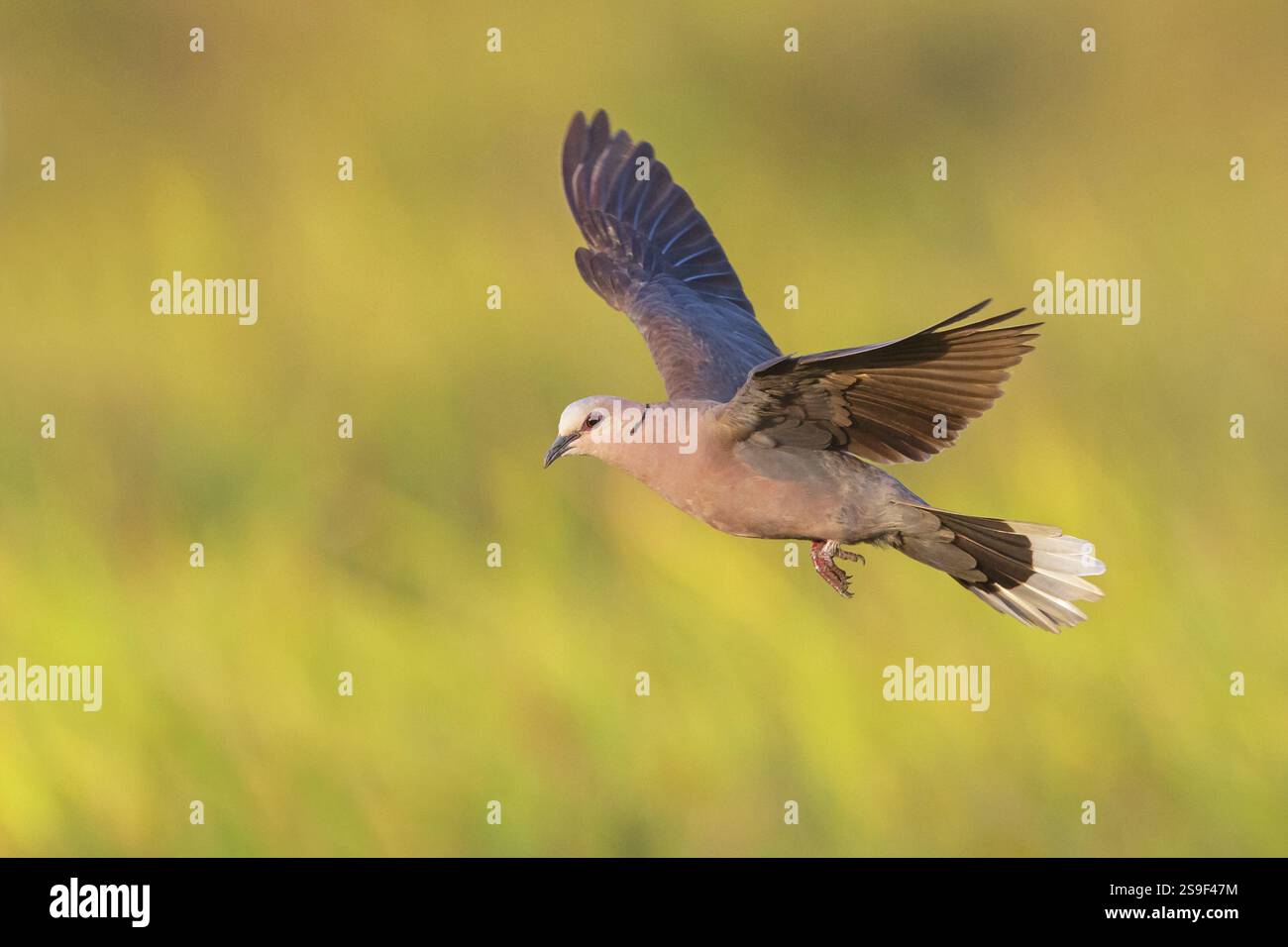 Crescent Pigeon, (Streptopelia semitorquata), animals, birds, pigeon ...