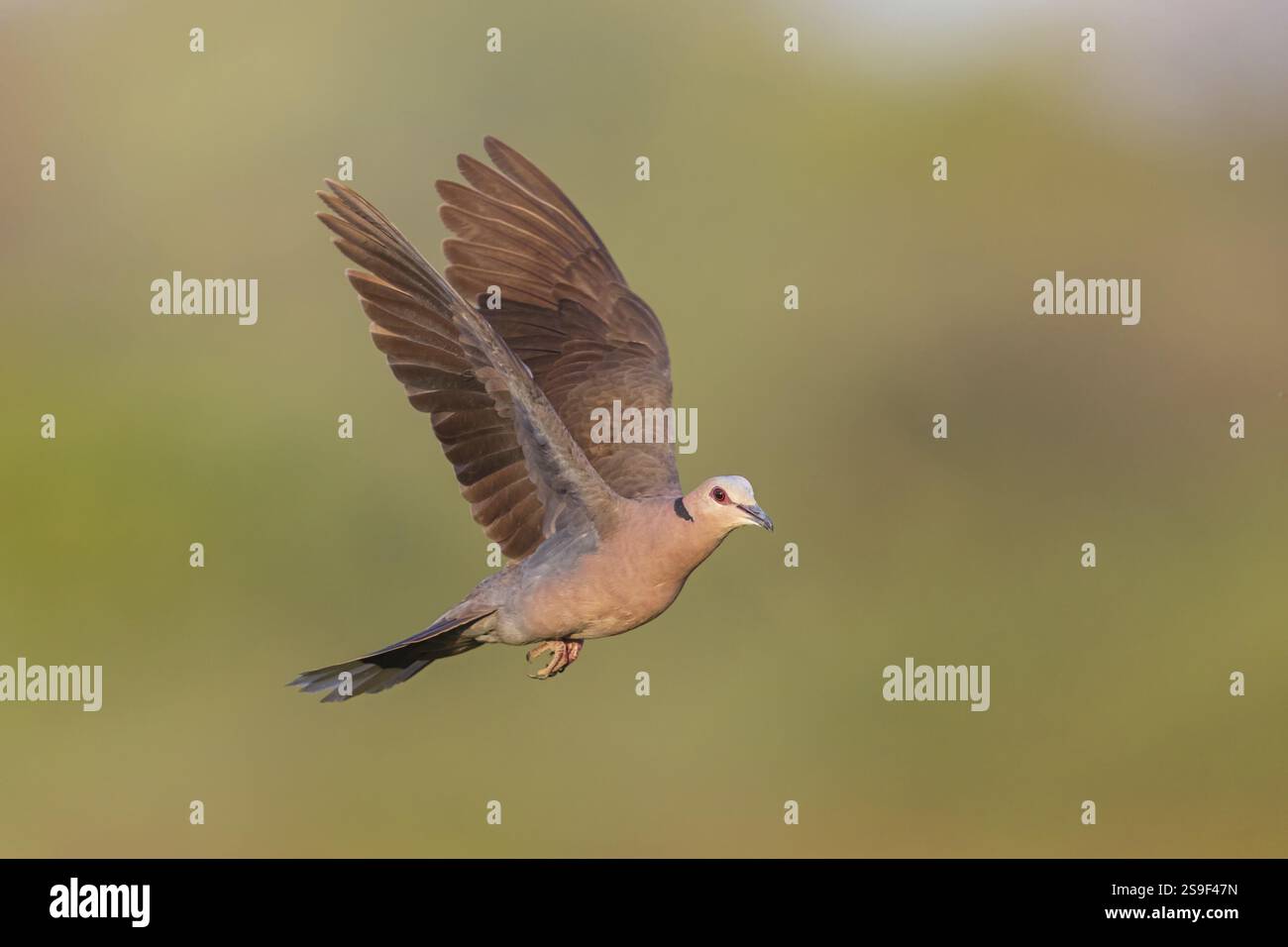 Crescent Pigeon, (Streptopelia semitorquata), animals, birds, pigeon ...