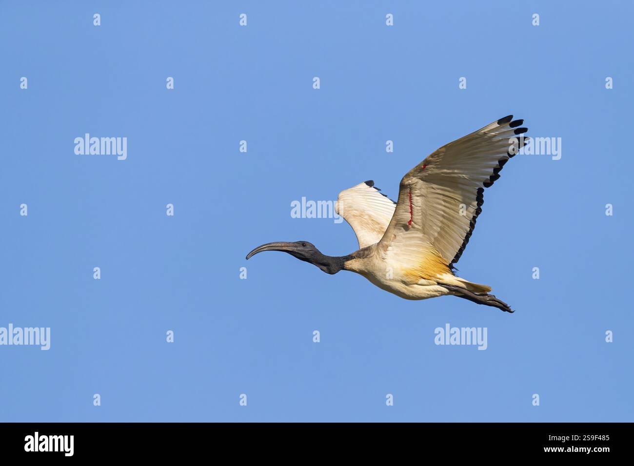 African sacred ibis, (Threskiornis aethiopicus), Pharaoh's ibis, family ...