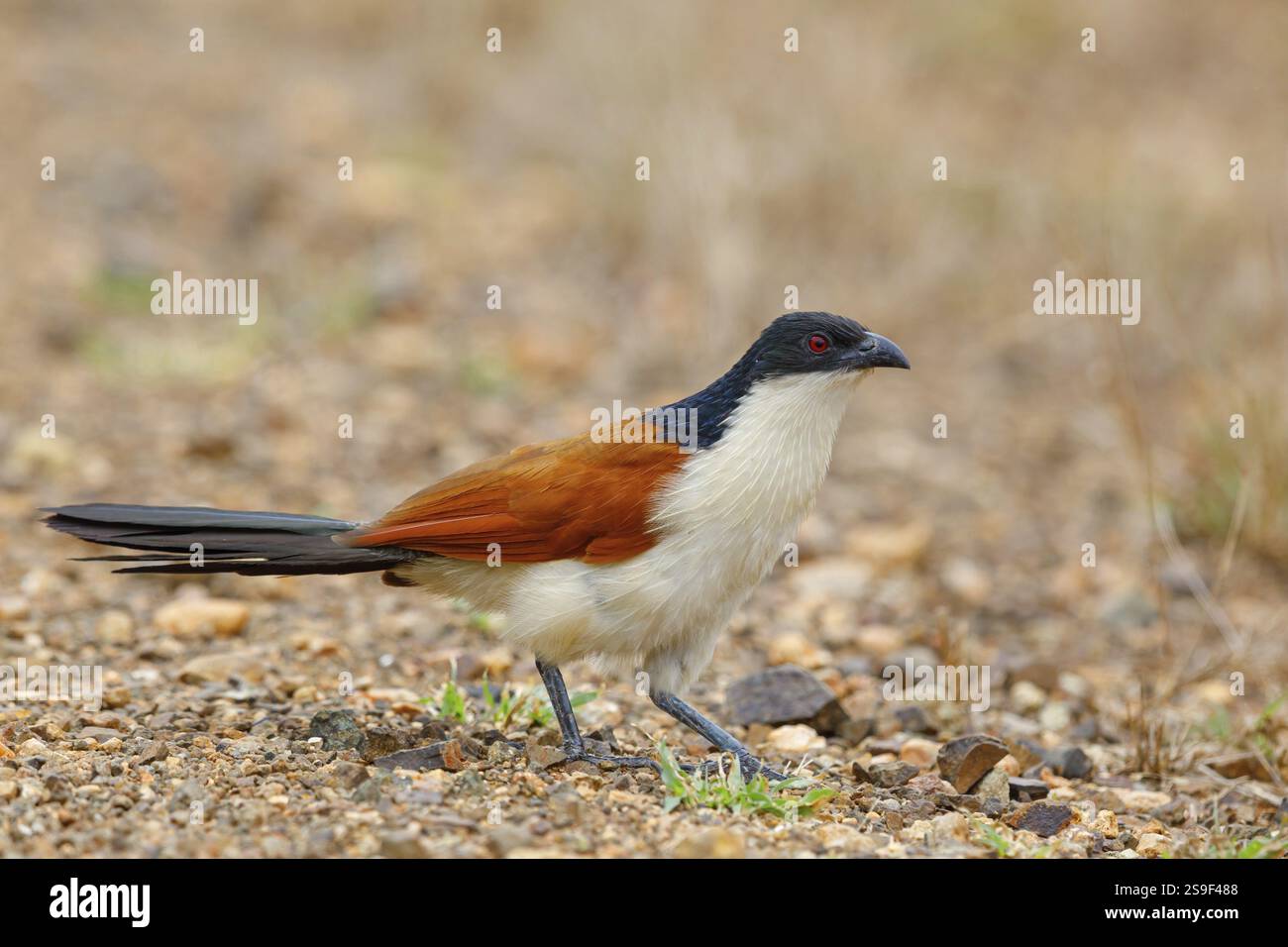 Tiputip, White-browed Coucal, (Burchells Coucal), Centropus superciliosus burchelli, White ...