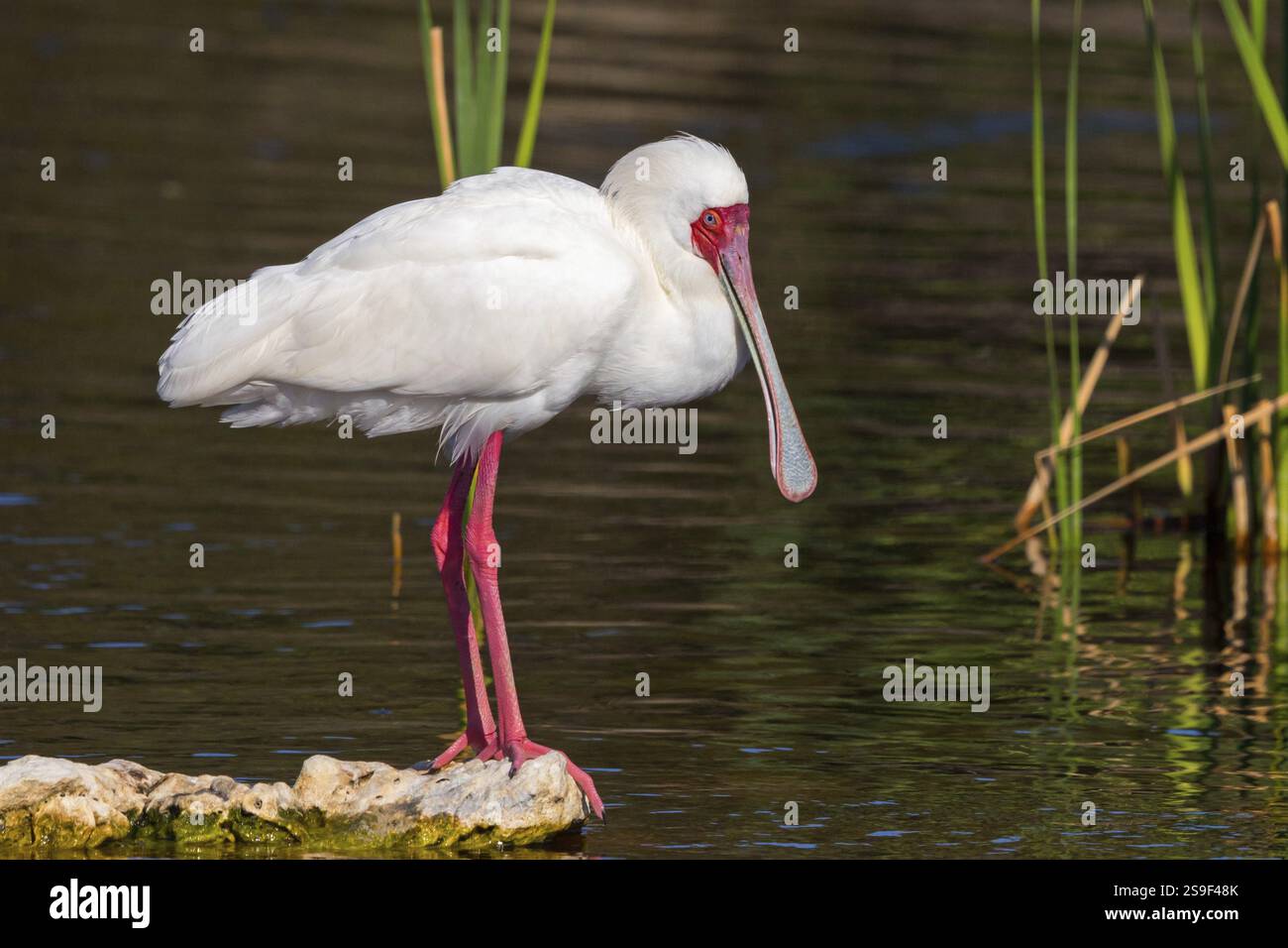 African spoonbill (Platalea alba), biotope, habitat, foraging, West ...