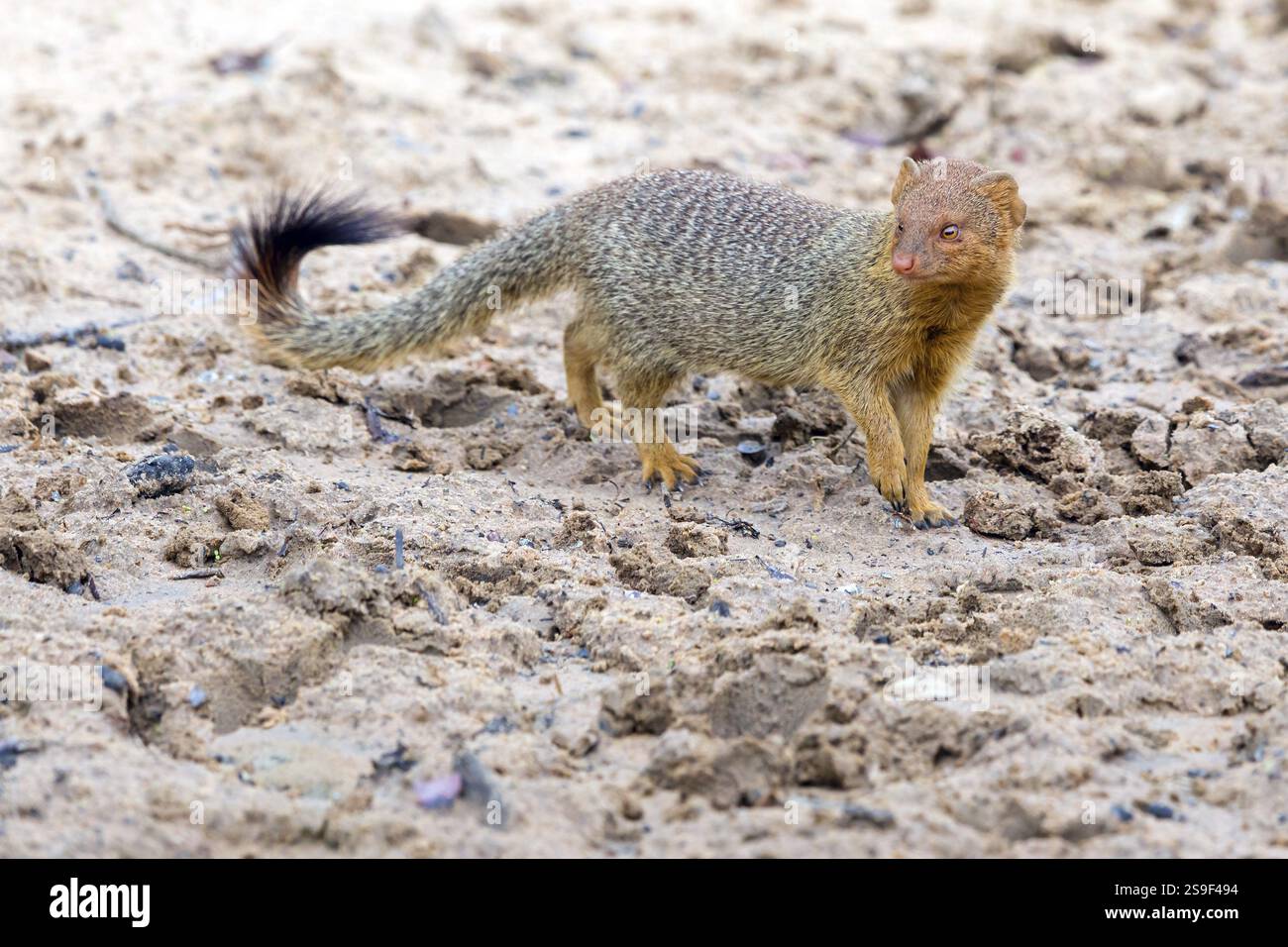 Slender mongoose, (Herpestes sanguineus), carnivore of the mongoose ...