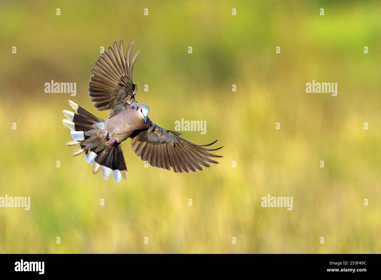 Crescent Pigeon, (Streptopelia semitorquata), animals, birds, pigeon ...