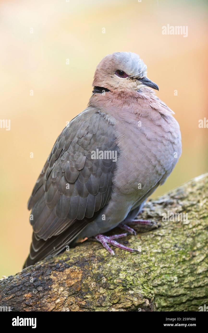 Half-moon pigeon, (Streptopelia semitorquata), animals, birds, pigeon ...