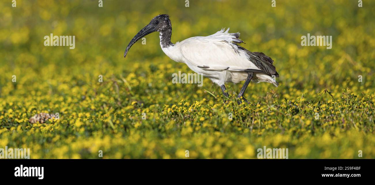 African sacred ibis, (Threskiornis aethiopicus), Pharaoh's ibis, family ...
