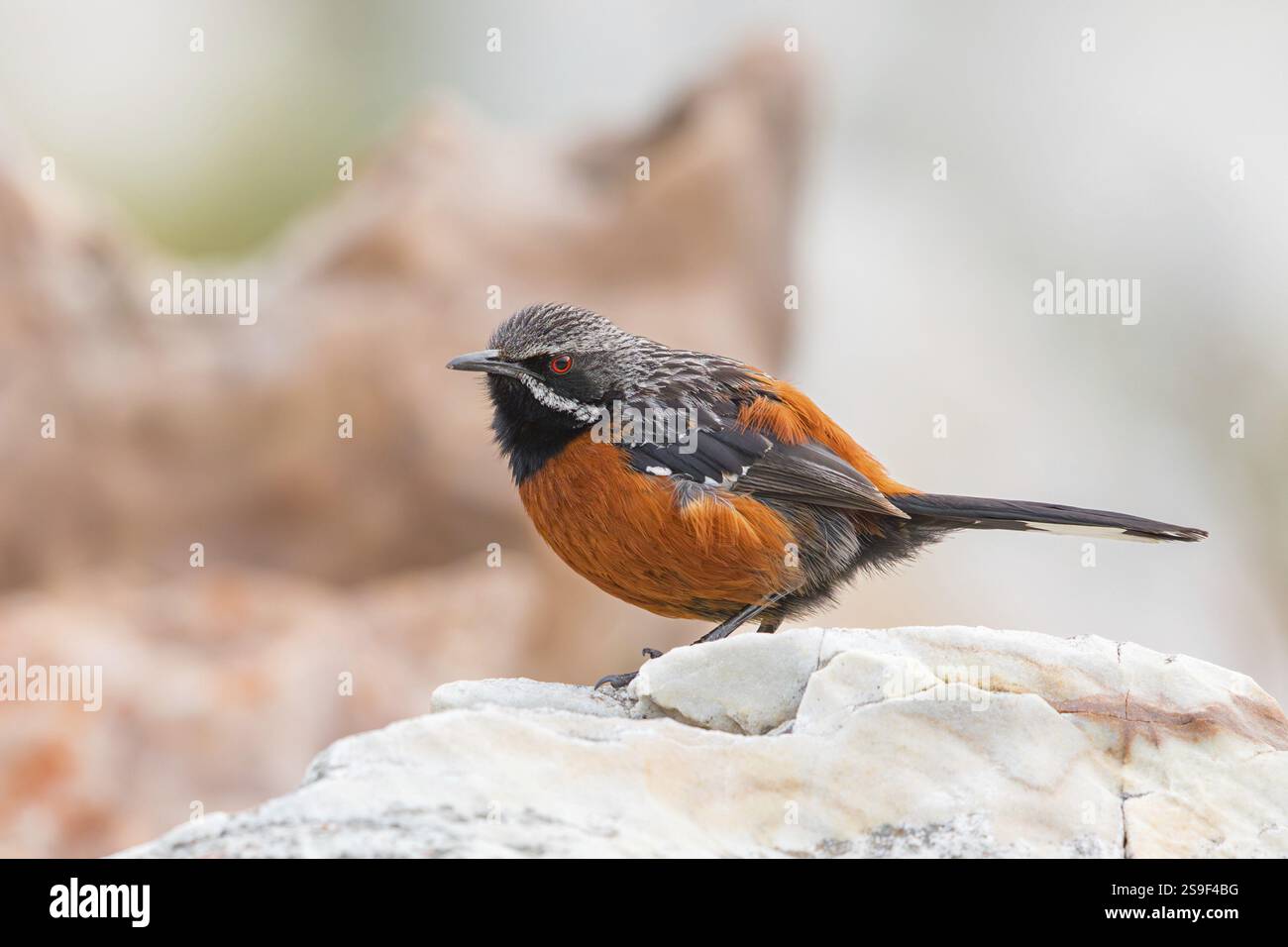 Cape Rockhopper, (Chaetops frenatus), animals, birds, biotope, habitat ...