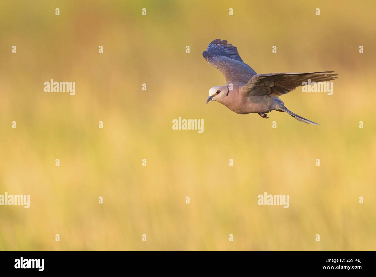 Crescent Pigeon, (Streptopelia semitorquata), animals, birds, pigeon ...