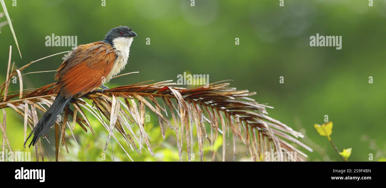Tiputip, White-browed Coucal, (Burchells Coucal), Centropus ...