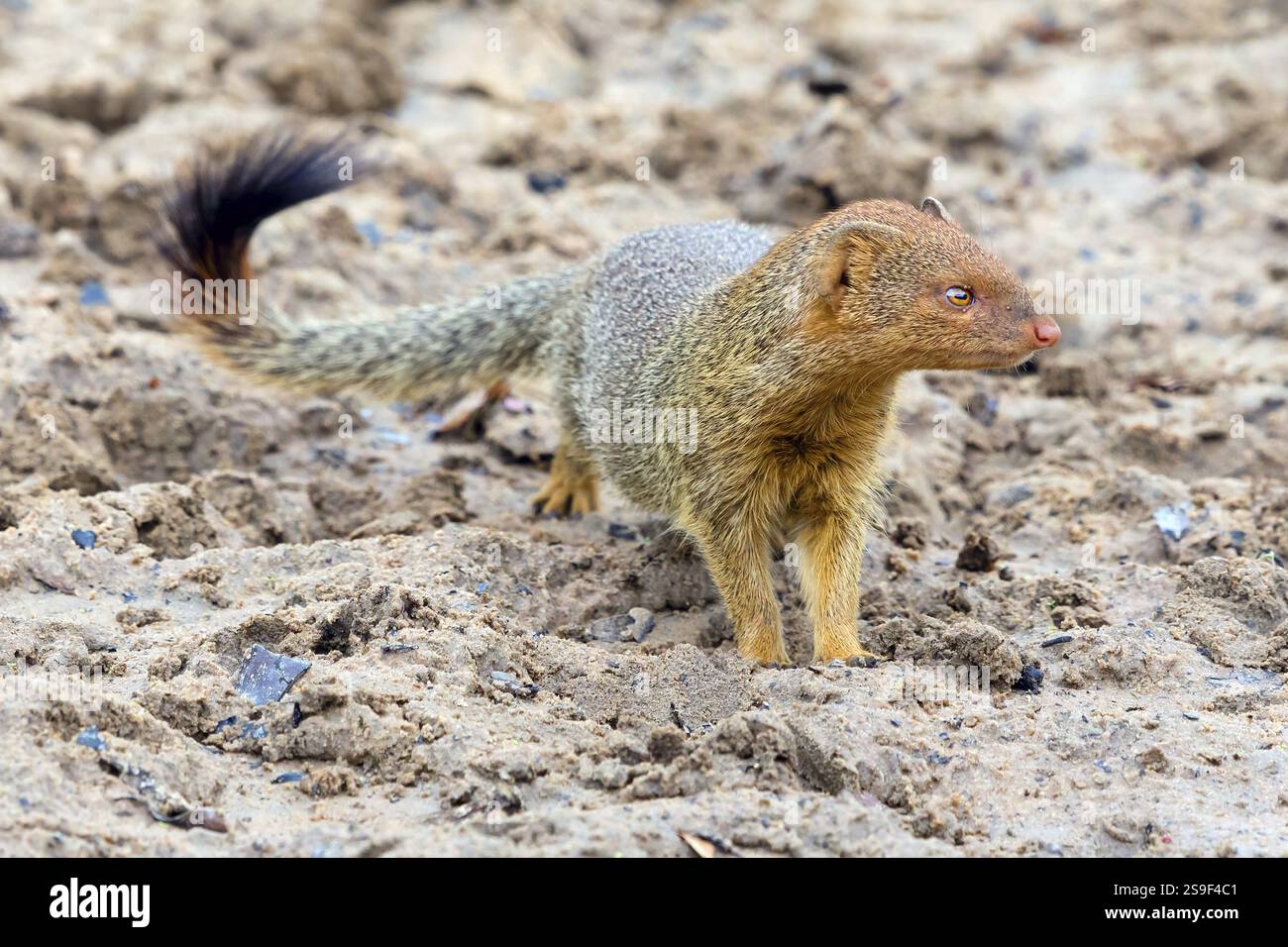 Slender mongoose, (Herpestes sanguineus), carnivore of the mongoose ...