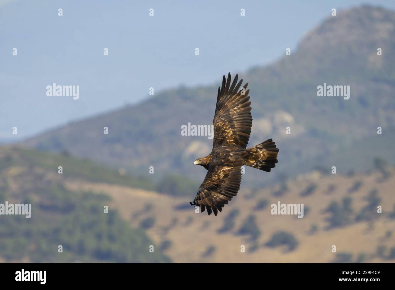 Golden Eagle, (Aquila chrysaetos), bird of prey, family of hawk-like ...