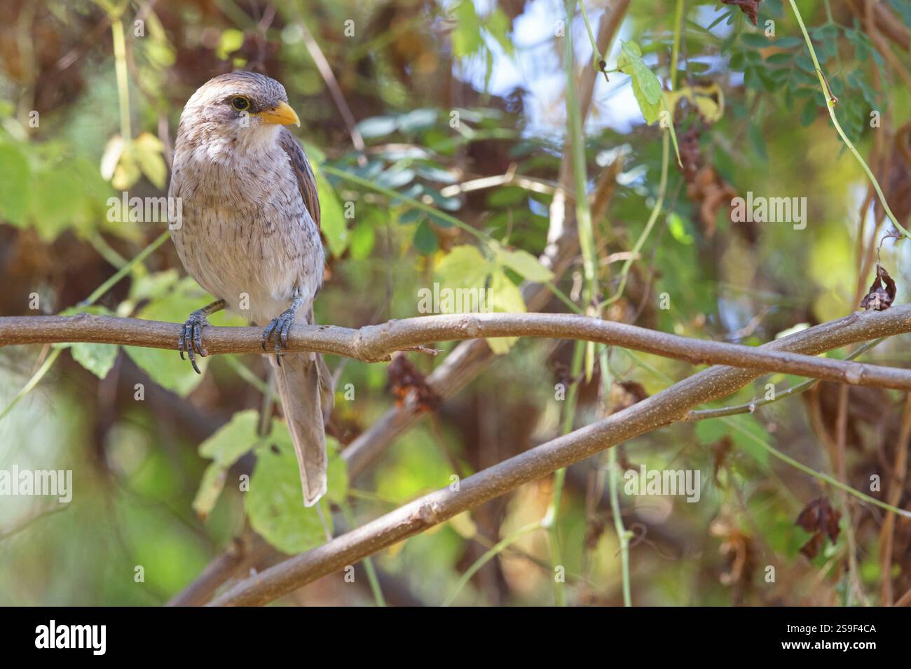 Yellow-billed Shrike, (Corvinella corvina.), Animals, Birds, Shrike ...